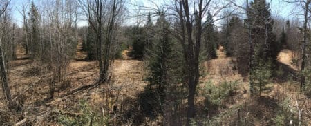 Trimming While Hanging Tree Stands