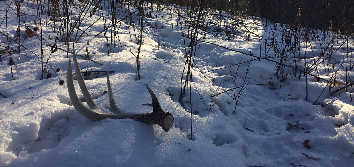 How Shed Antlers Can Help You Next Year | Big Game Treestands