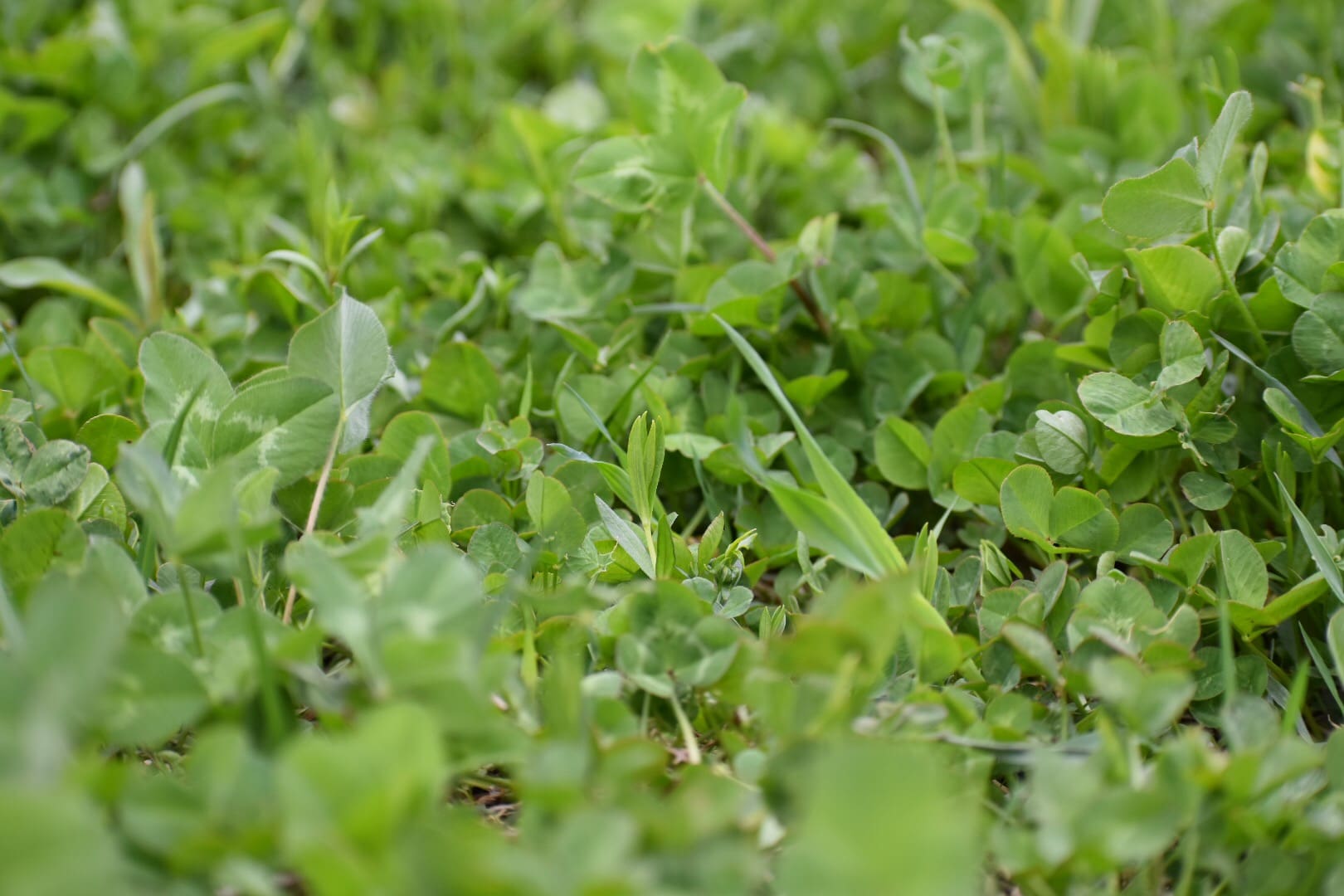 Home Run Combinations for Summer Food Plots